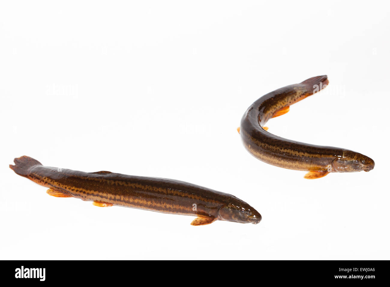 Misgurnus fossilis, European weatherfish. Object in front of white ...