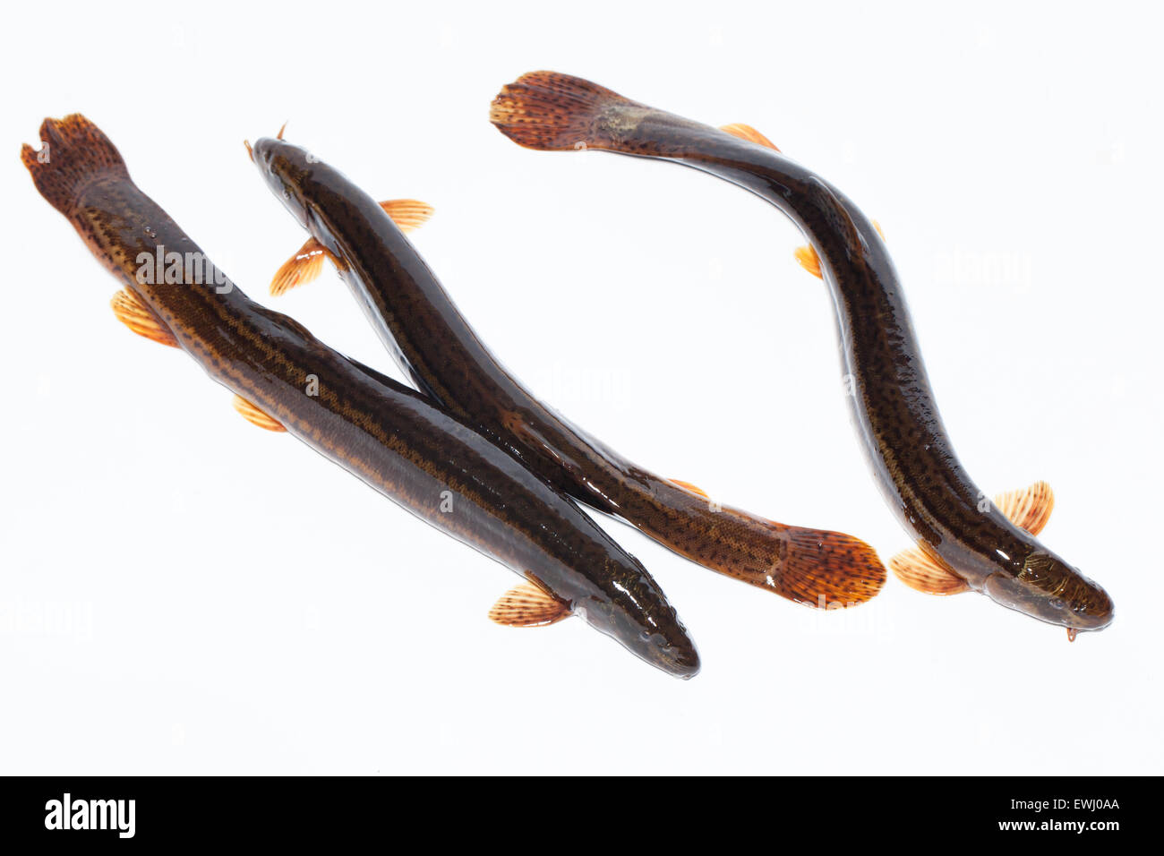 Misgurnus fossilis, European weatherfish. Object in front of white ...