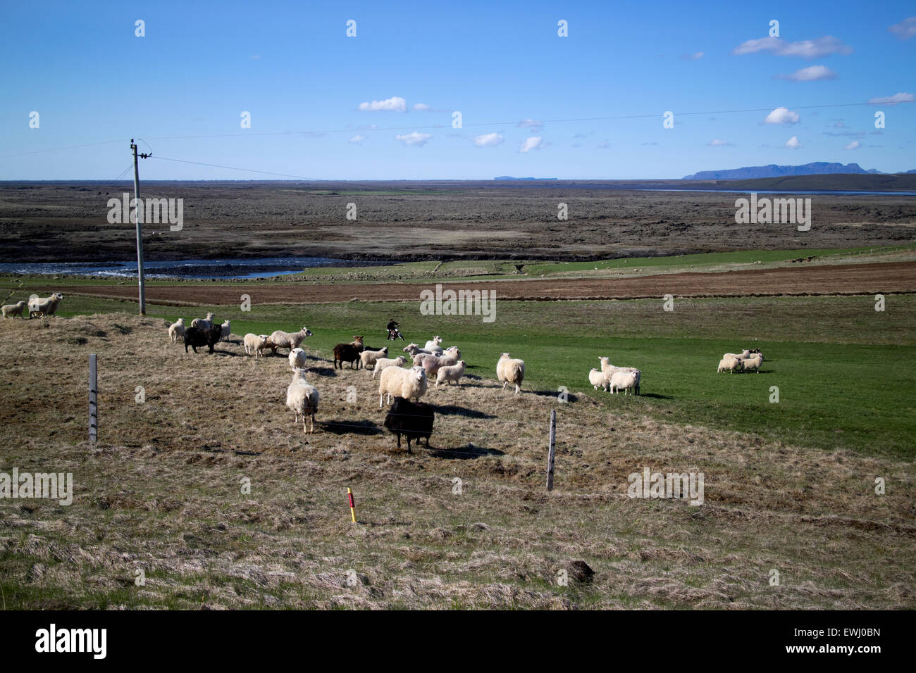 Rounding up sheep hi-res stock photography and images - Alamy
