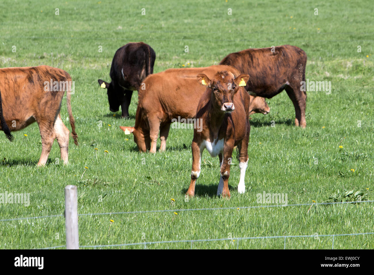 herd of icelandic cows in pasture during summer Iceland Stock Photo - Alamy