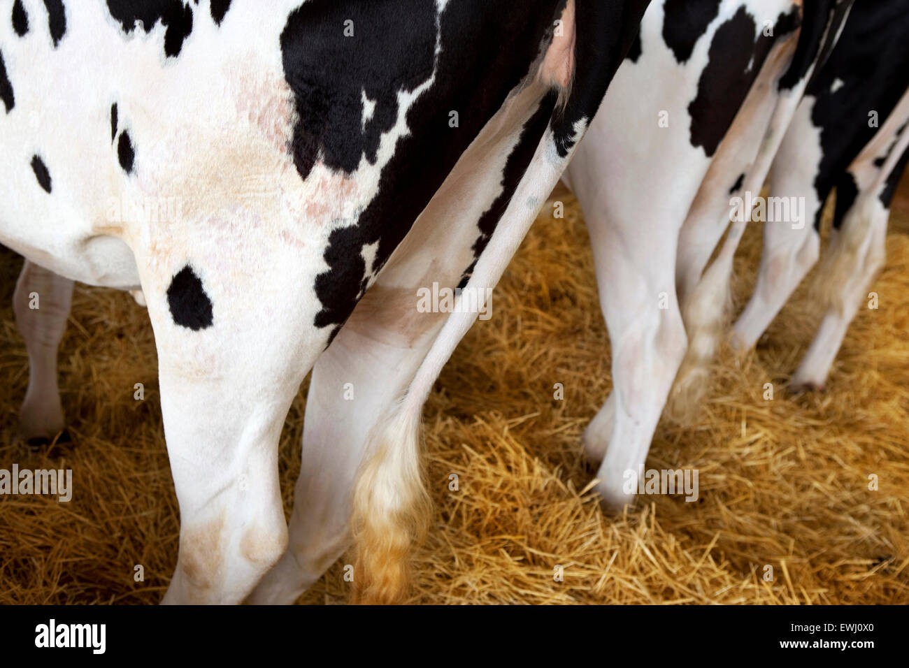 Cows in the barn of a farm in France Stock Photo - Alamy