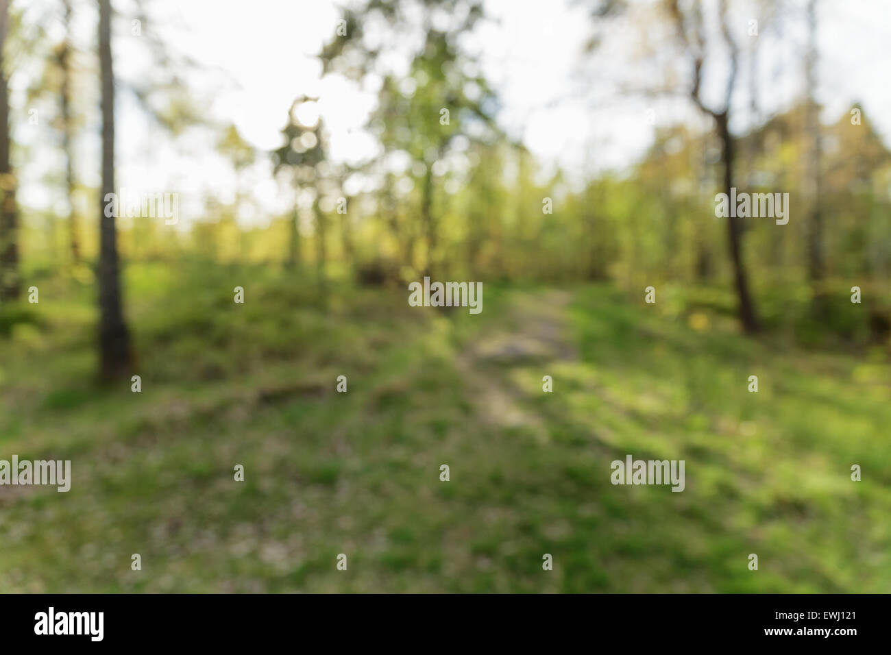 forest out of focus background Stock Photo - Alamy