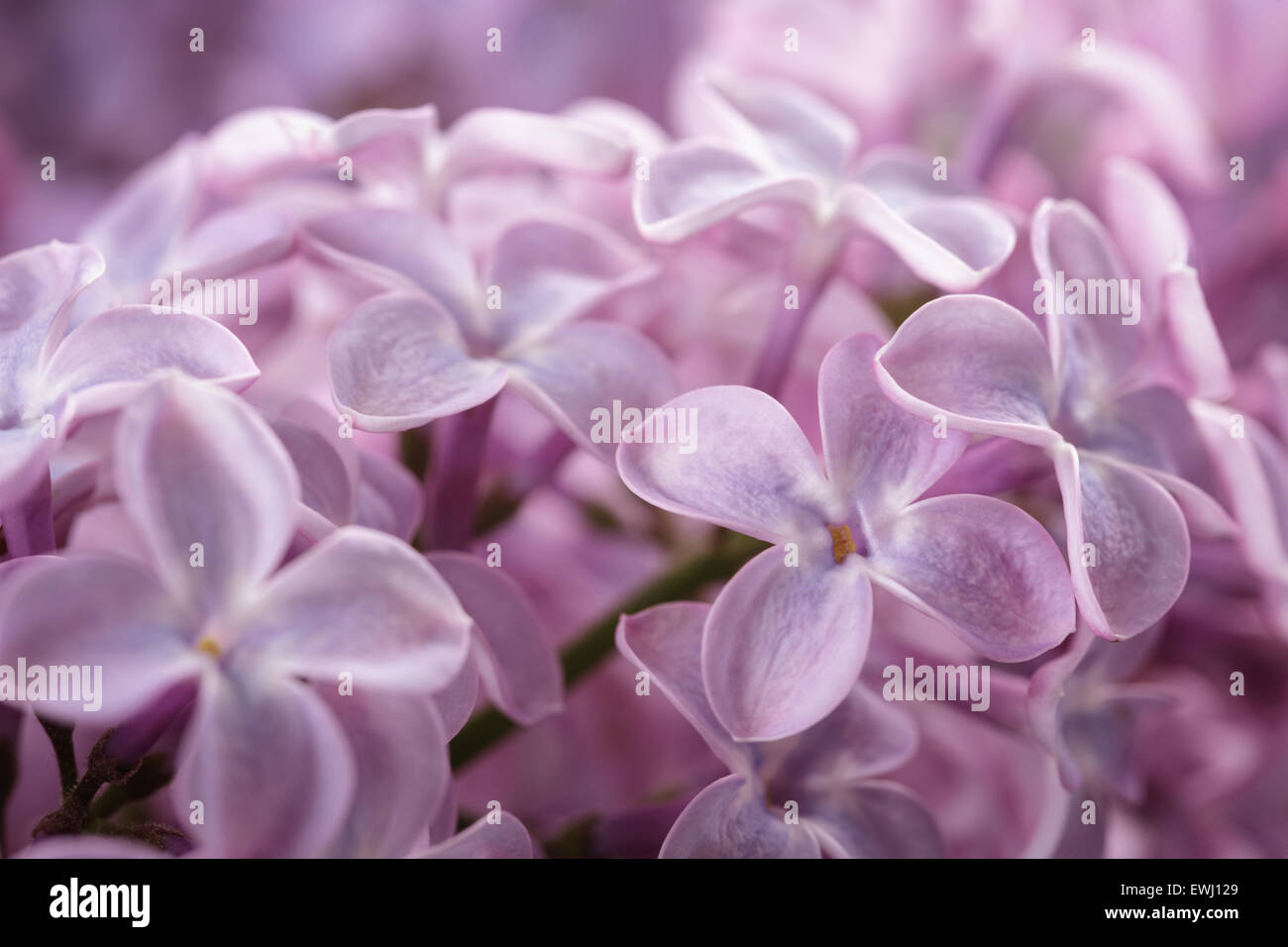 macro photo of purple lilac flowers Stock Photo - Alamy