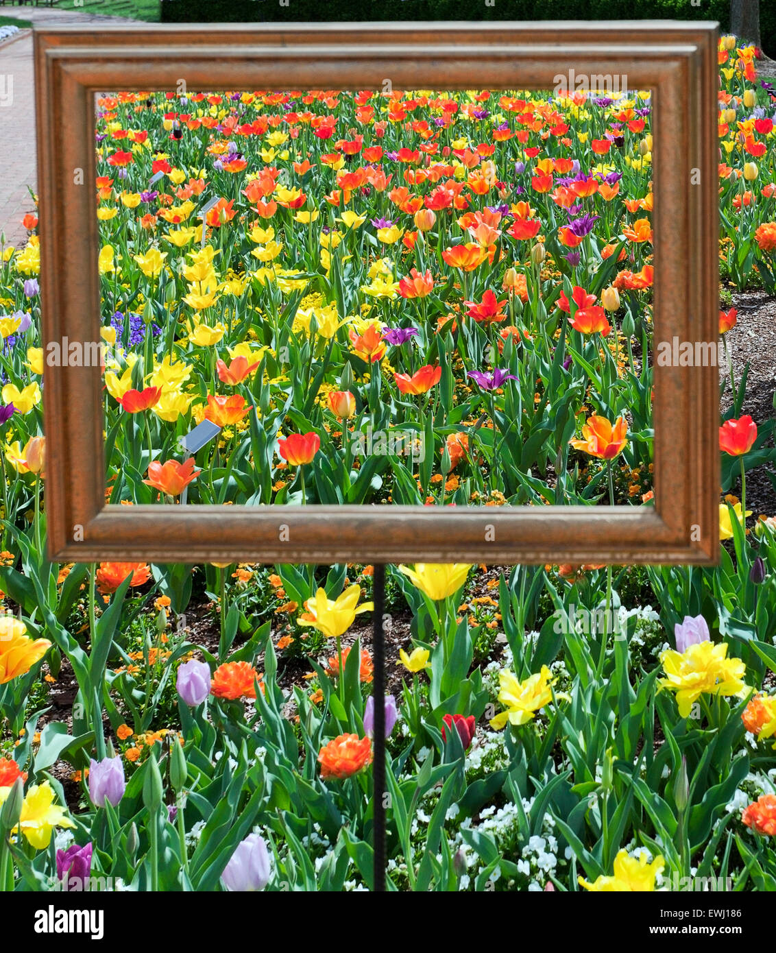 Spring Flowers in a Frame Stock Photo - Alamy