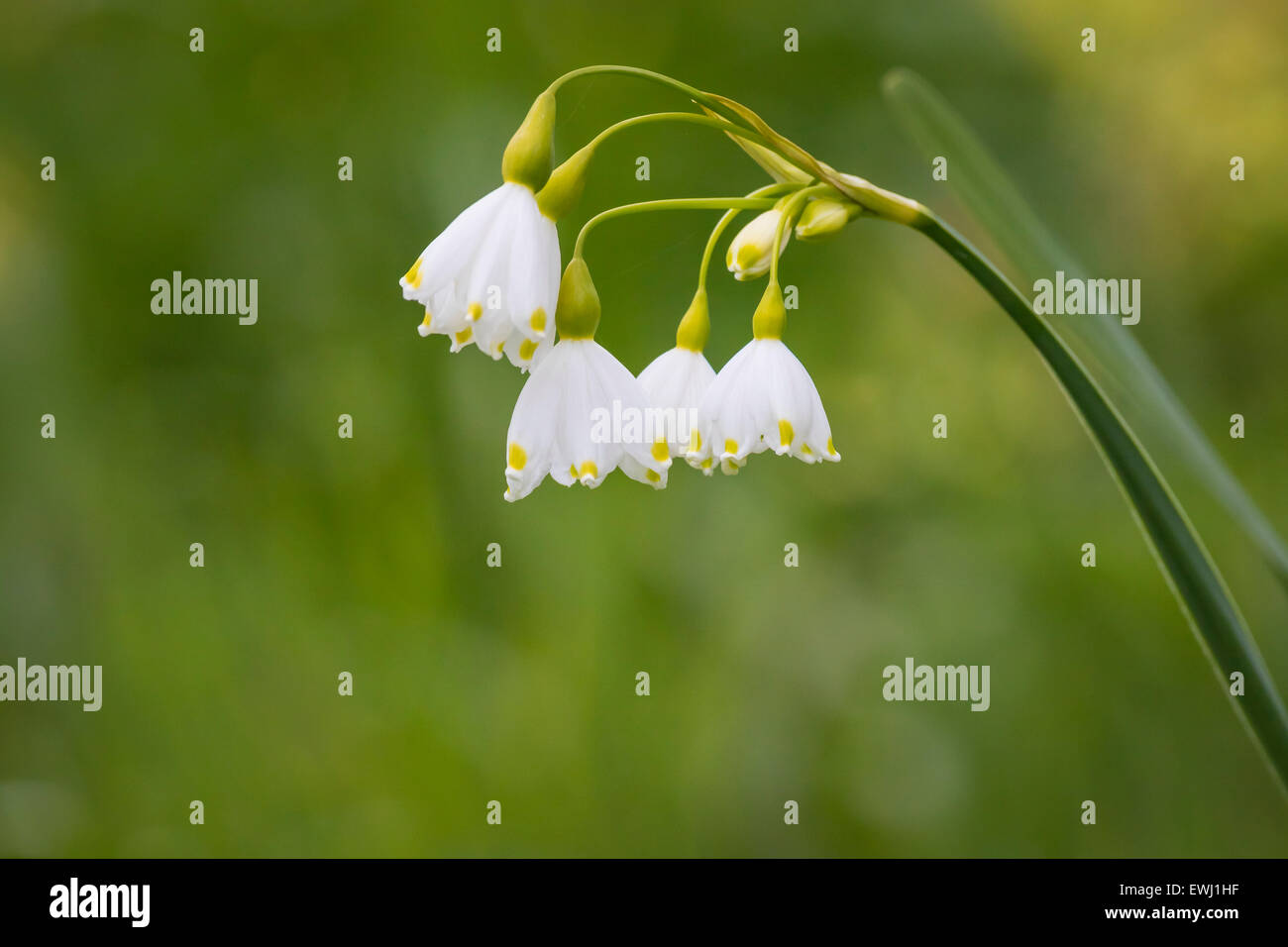 Flowers called Summer snowflake, Leucojum aestivum, blooming Stock ...
