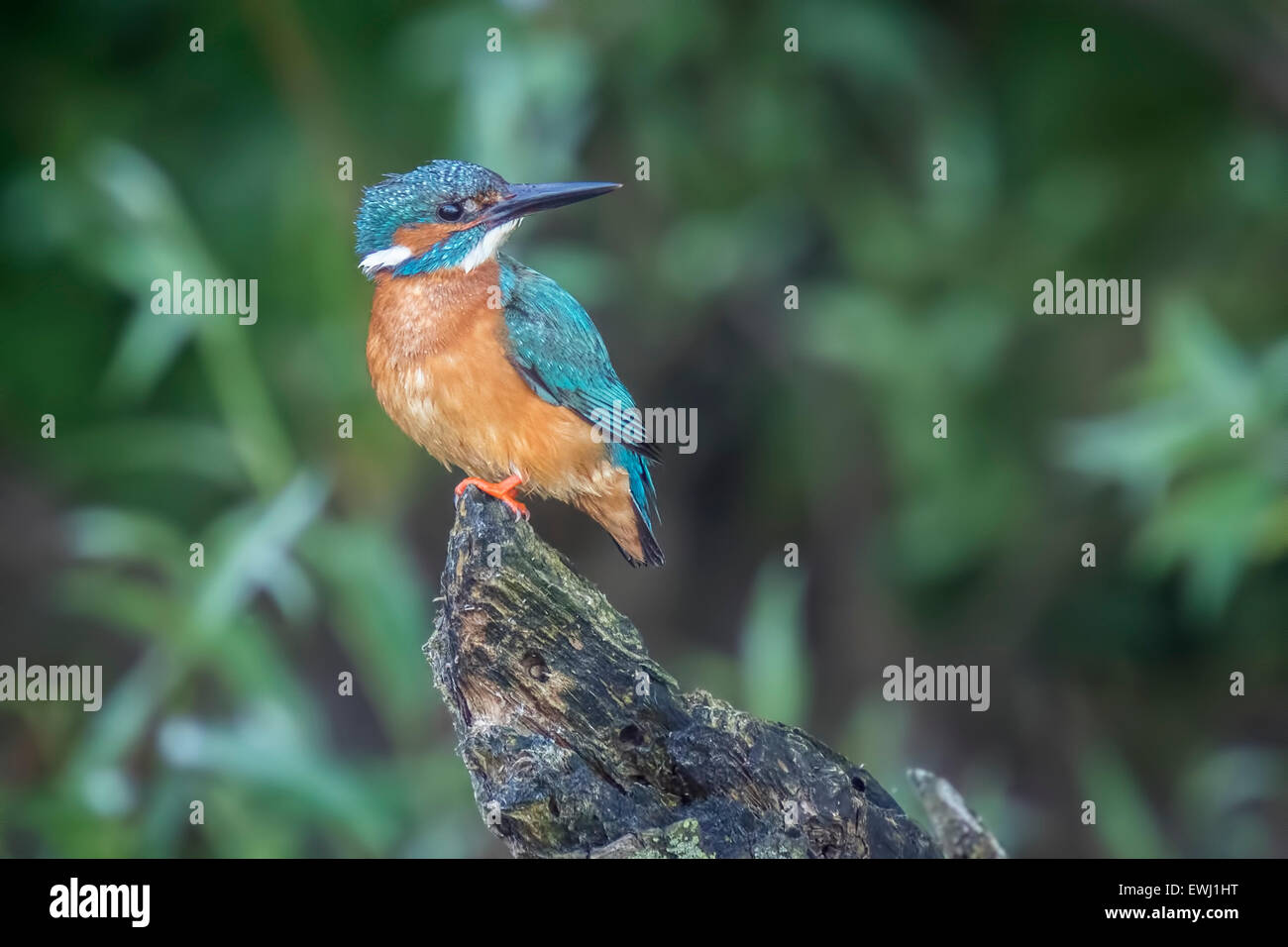 Kingfisher rests on a wooden tree trunk after diving in order to catch ...
