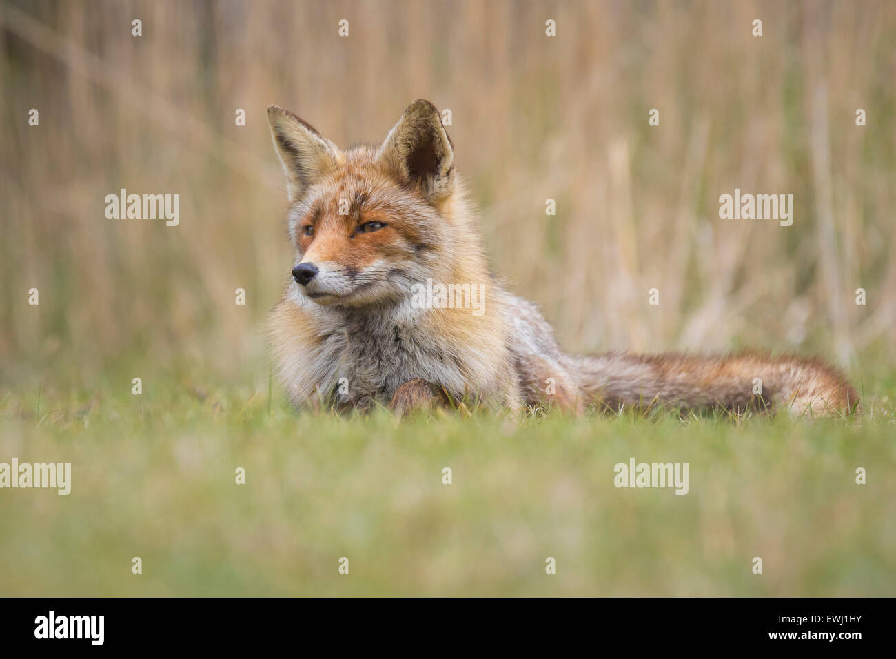 Wild young red fox (vulpes vulpes) vixen scavenging in a forest Stock Photo - Alamy