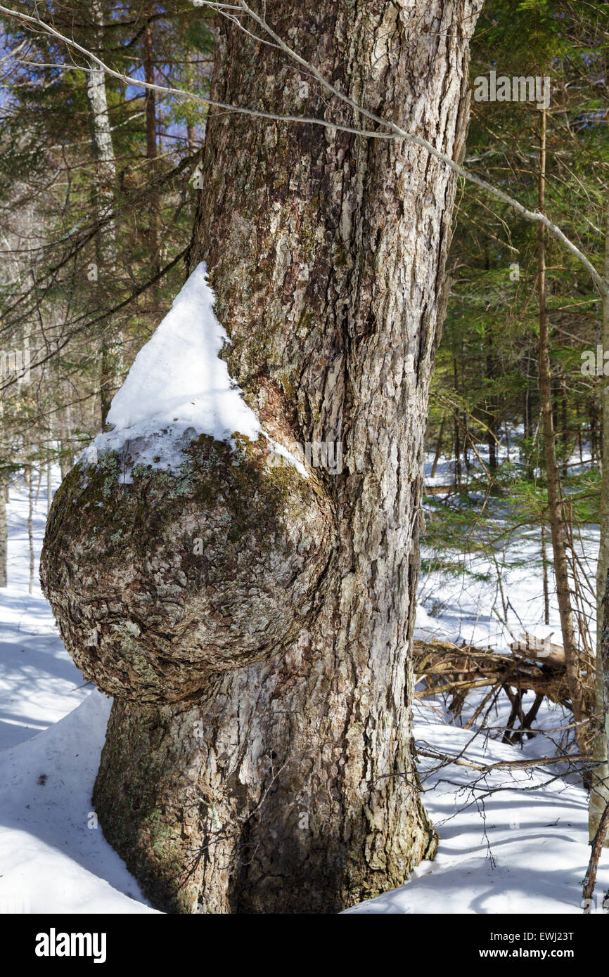 Tree burl on an old yellow birch tree in the White Mountains of New ...