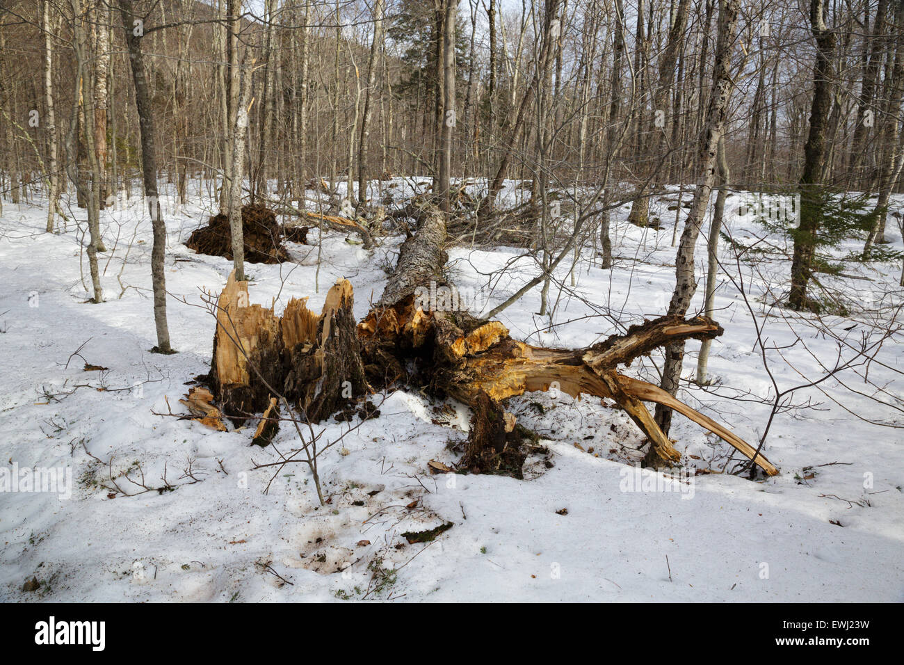 Snapped yellow birch tree along the Dry River Trail in Crawford Notch ...