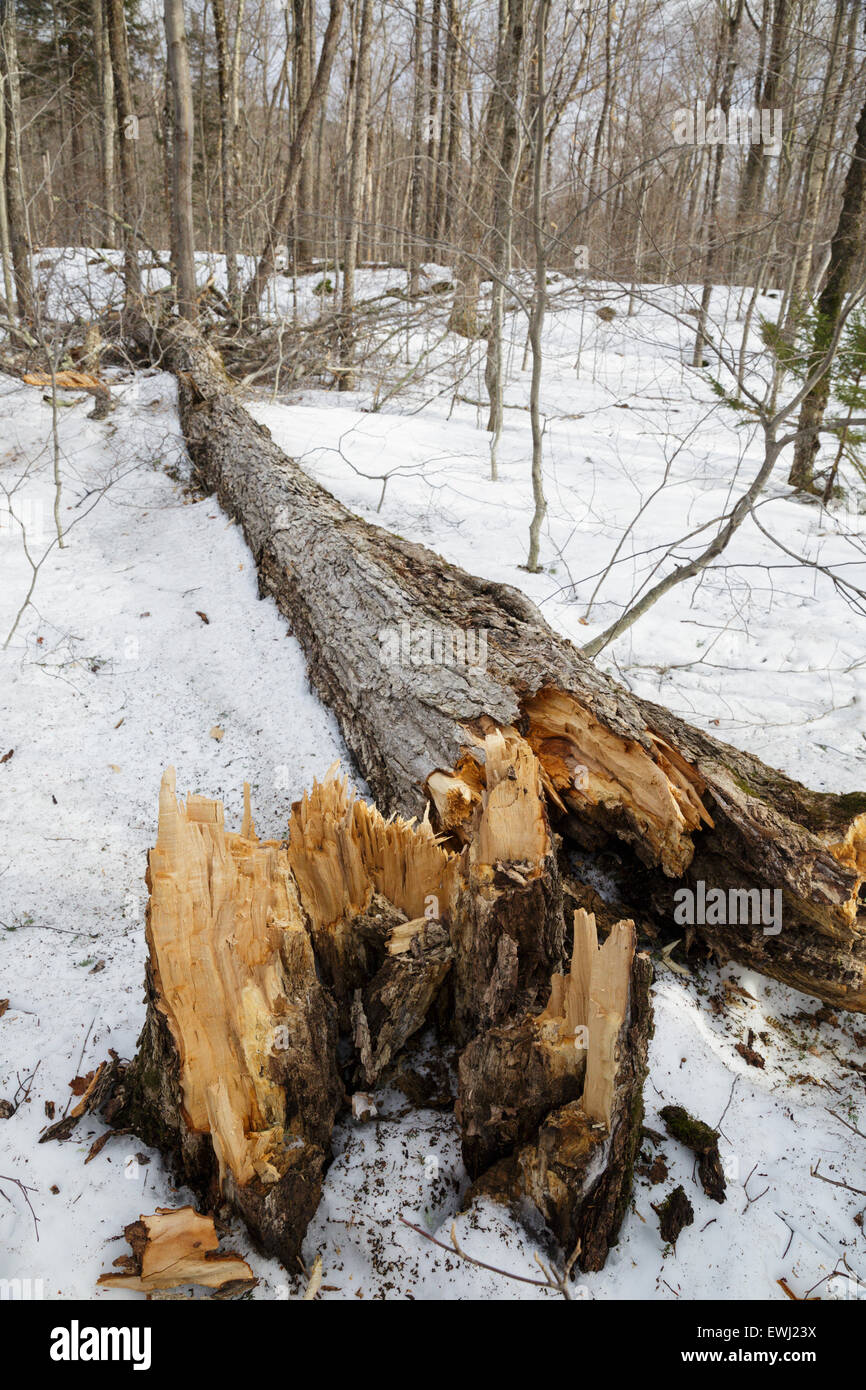 Snapped yellow birch tree along the Dry River Trail in Crawford Notch ...