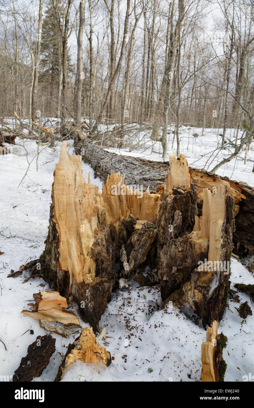 Snapped yellow birch tree along the Dry River Trail in Crawford Notch ...