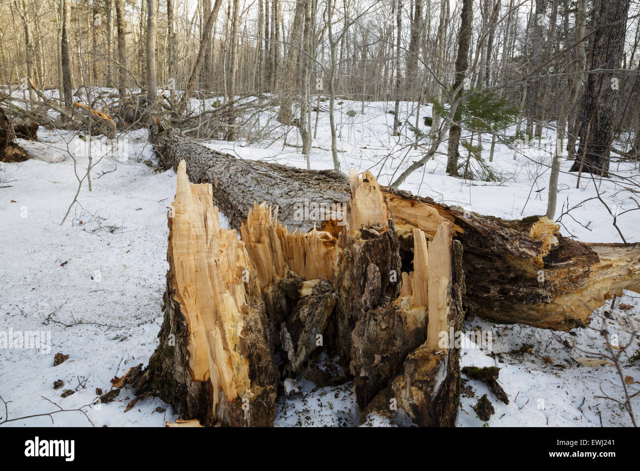 Snapped tree woodland hi-res stock photography and images - Alamy