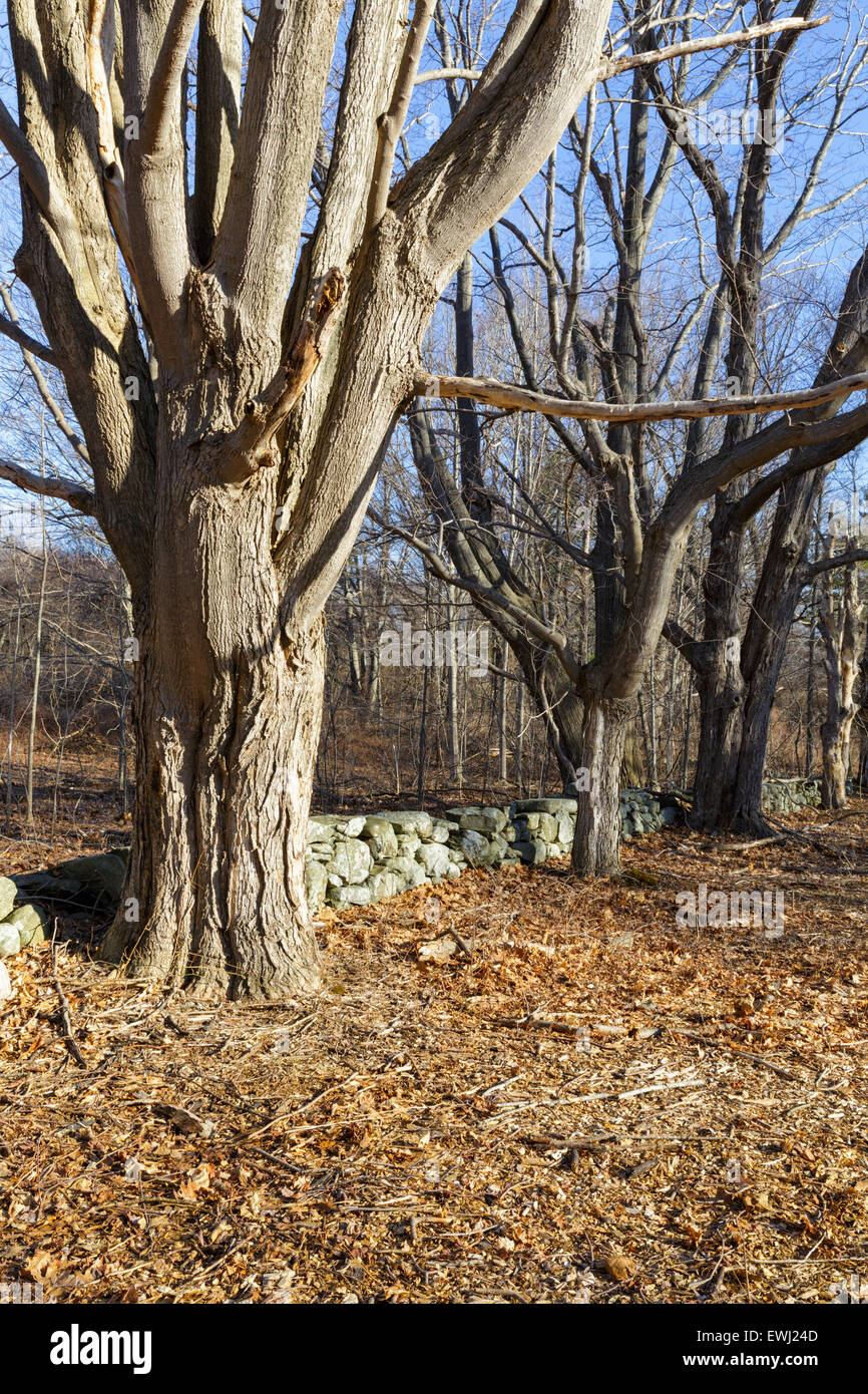 Stone wall on the grounds of Odiorne Point State Park in Rye, New ...