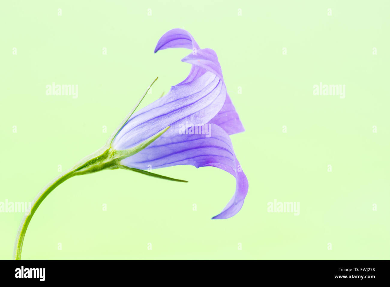 Violet bell flower on the green background Stock Photo - Alamy