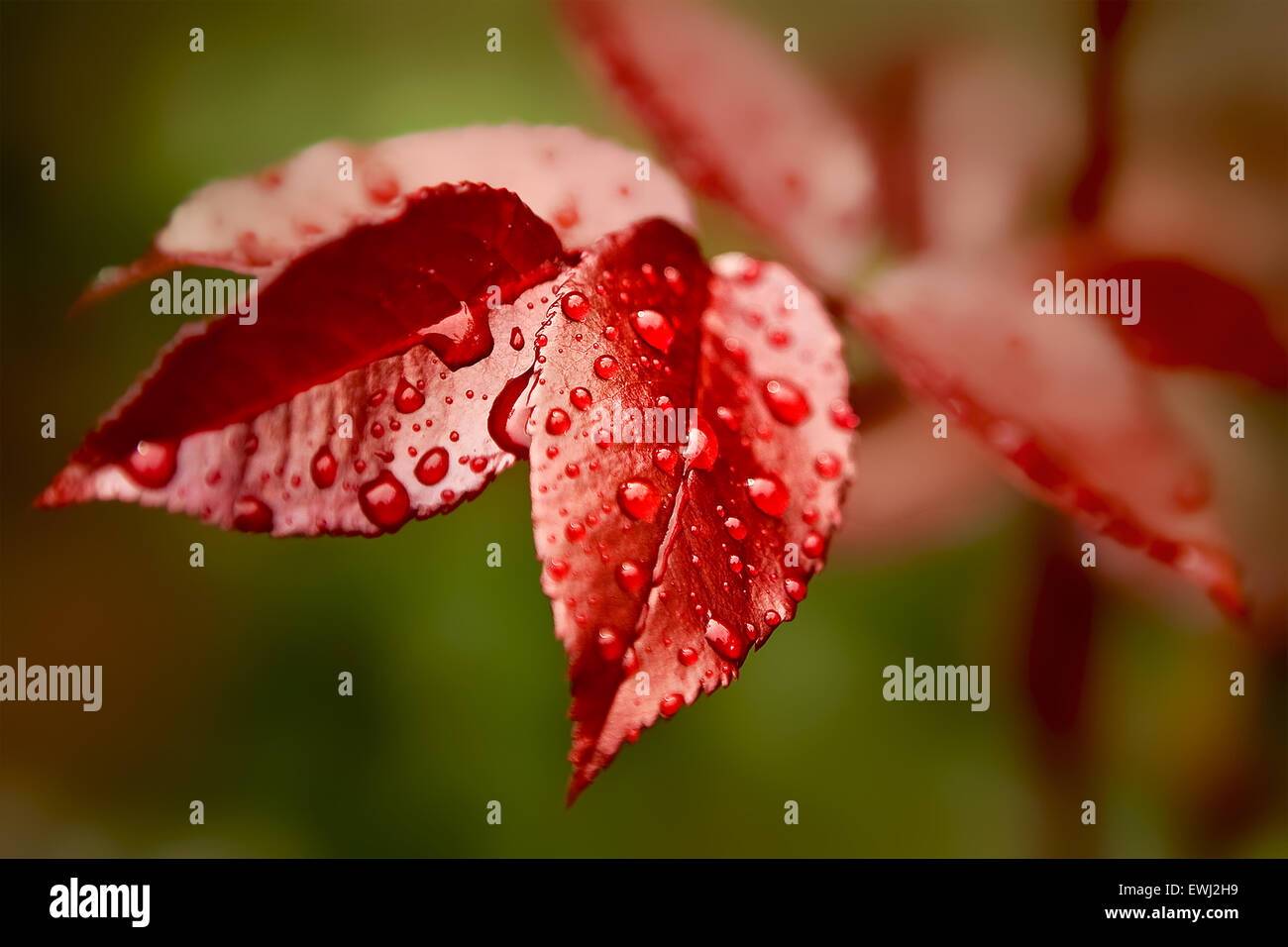 Red leaf of Rose Stock Photo - Alamy
