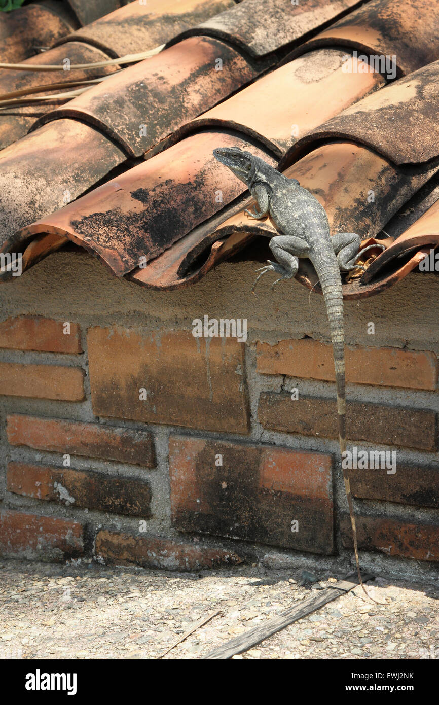 Mexican Iguana on a Tile Roof Stock Photo - Alamy