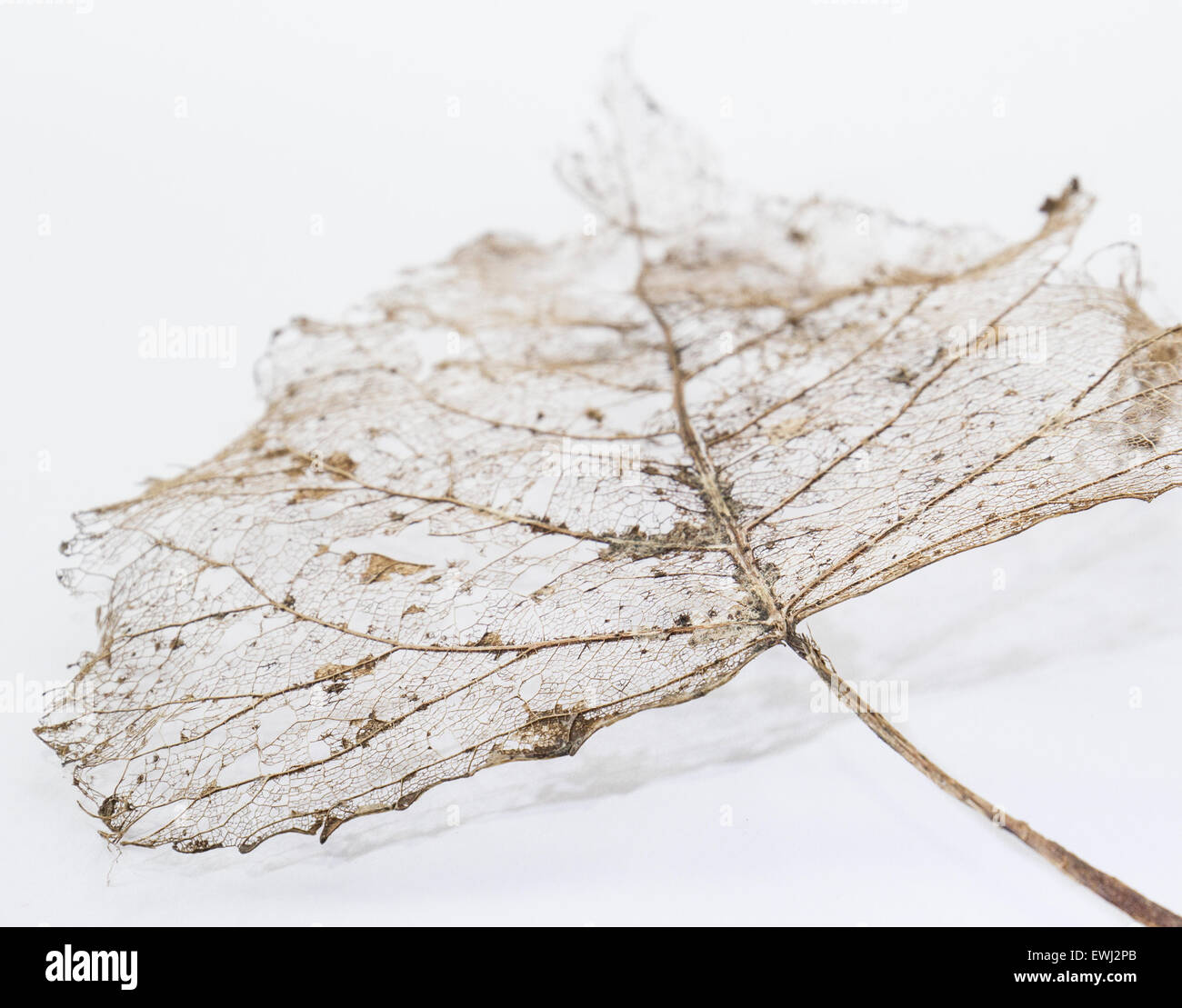 Leaf skeleton hi-res stock photography and images - Alamy