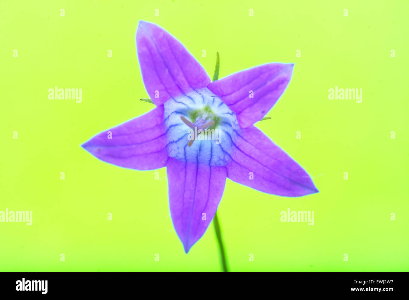 Violet bell flower on the green background Stock Photo - Alamy