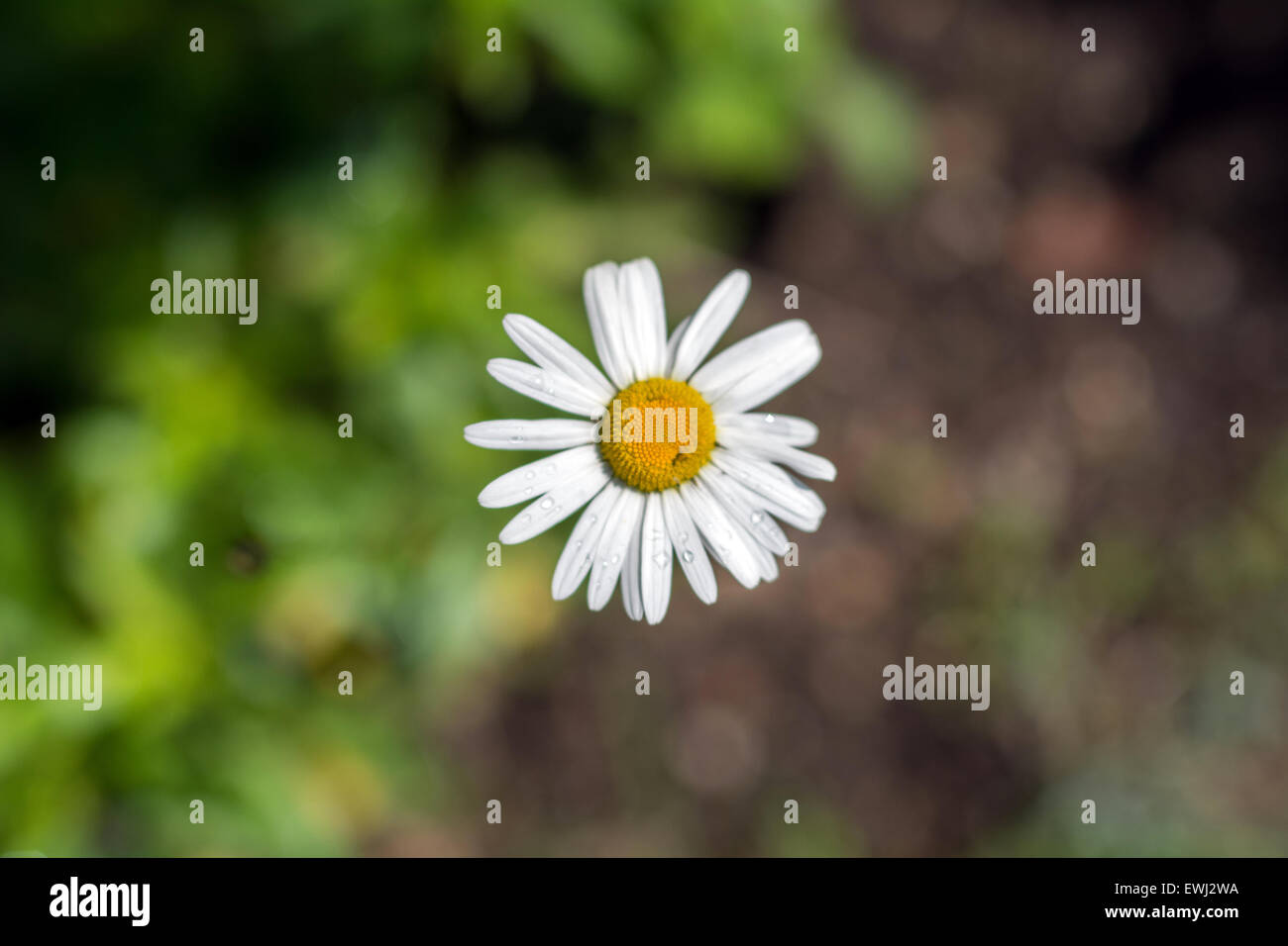 Daisy with dew drops an blurred background Stock Photo - Alamy