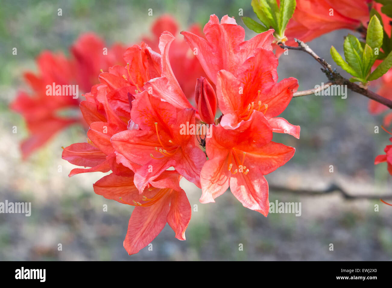 Red flowering shrub with background blur Stock Photo - Alamy