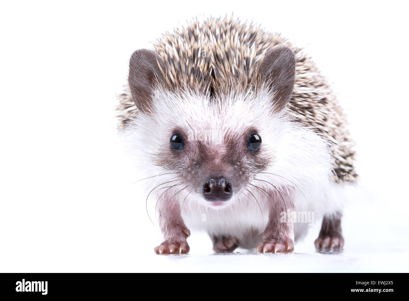 With small male Cut Out Stock Images & Pictures - Alamy