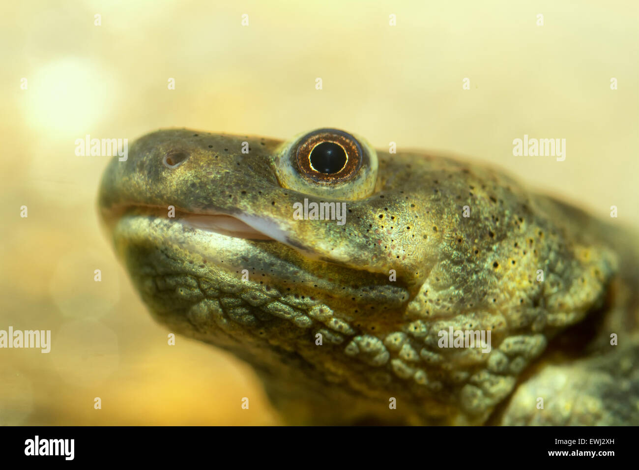 Detailed view of head of salamander Stock Photo - Alamy