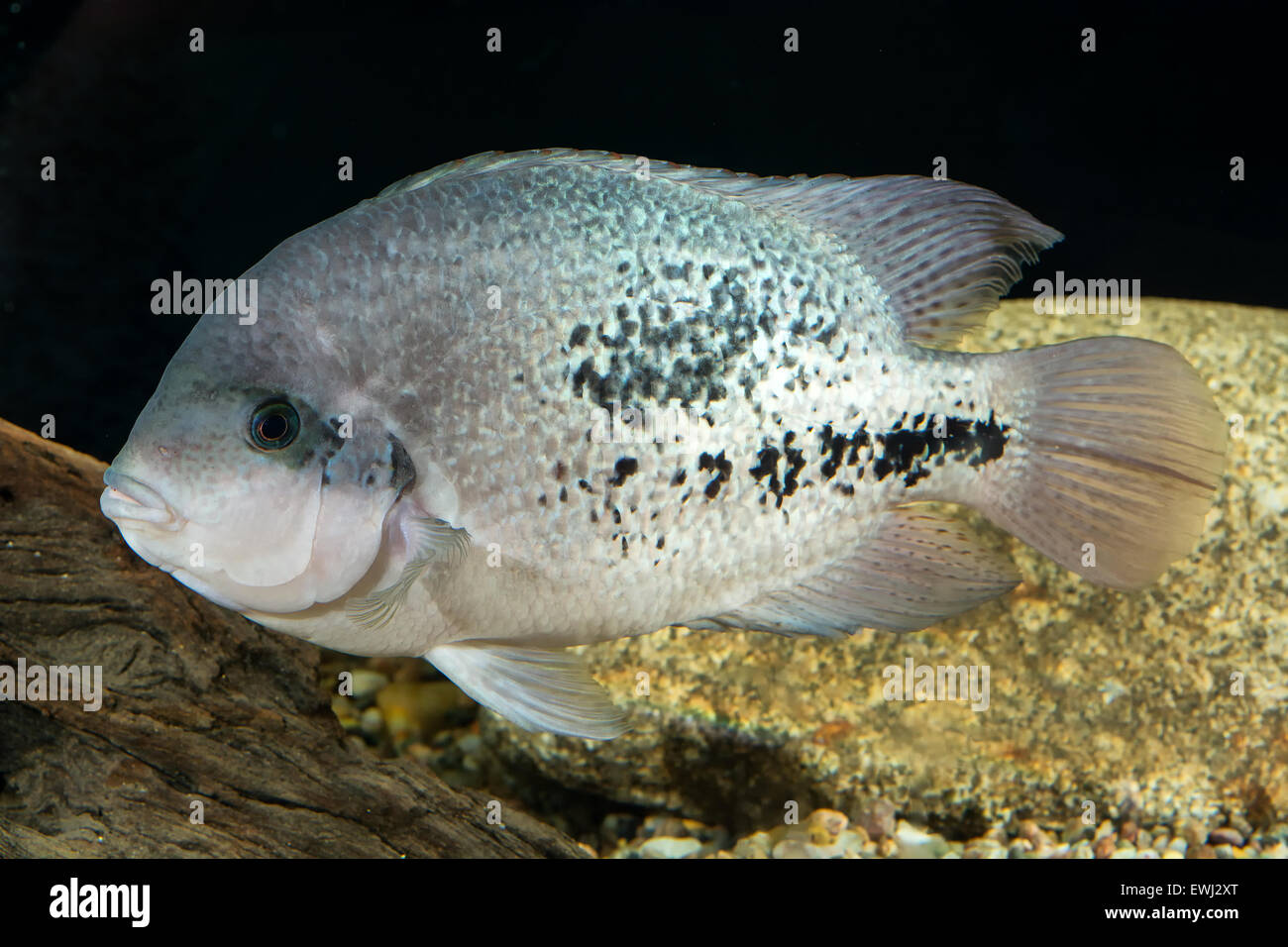 Aquarium cichlid fish from genus Vieja Stock Photo - Alamy