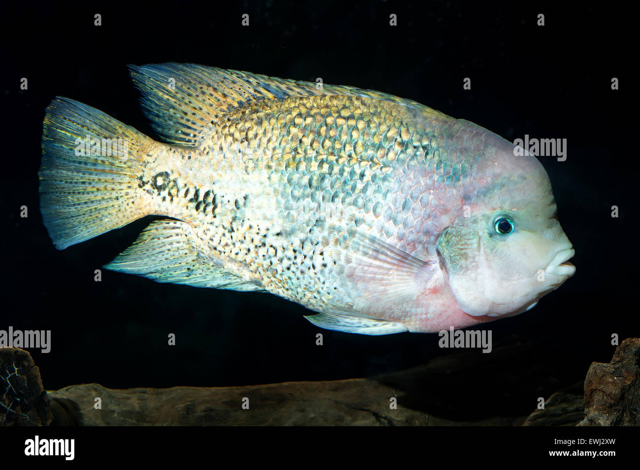 Aquarium cichlid fish from genus Vieja Stock Photo - Alamy