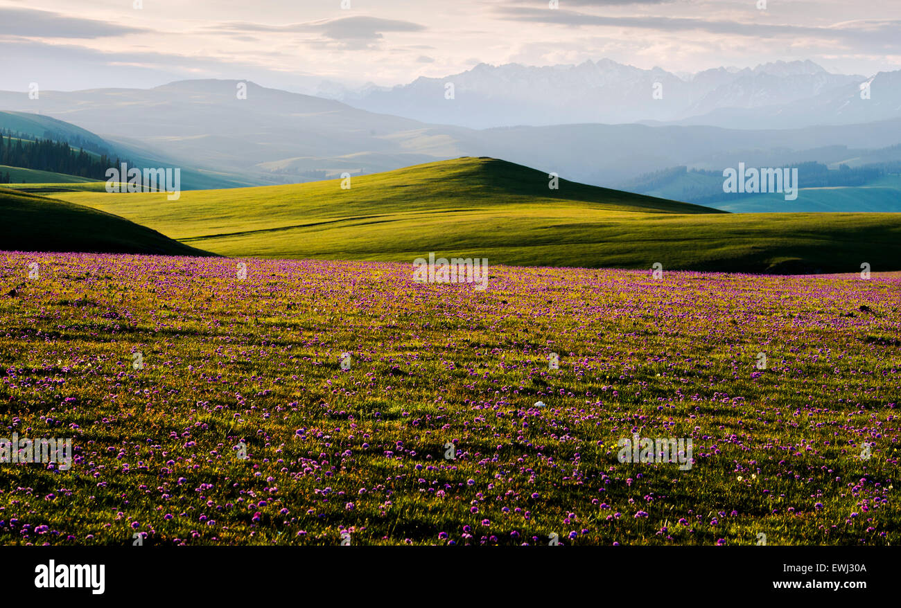 The landscape view of kalajun prairiea in Yili, Xinjiang Uyghur ...