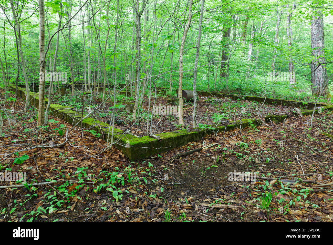 Overgrown foundation hi-res stock photography and images - Alamy