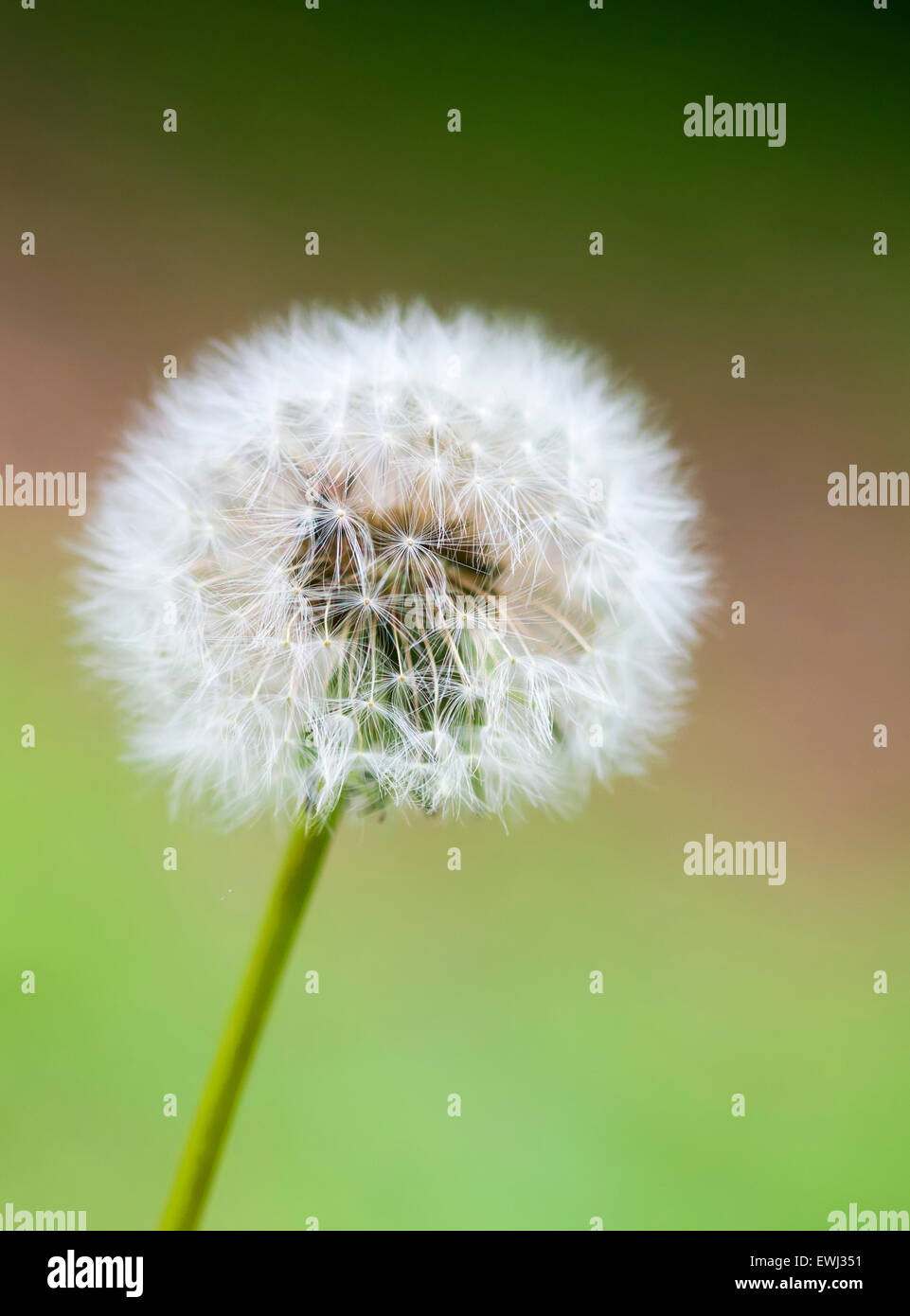 Single dandelion on green grass background Stock Photo - Alamy