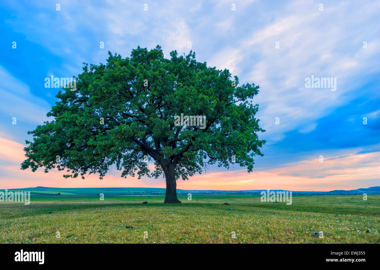 Beautiful Oak at the sunset Stock Photo - Alamy