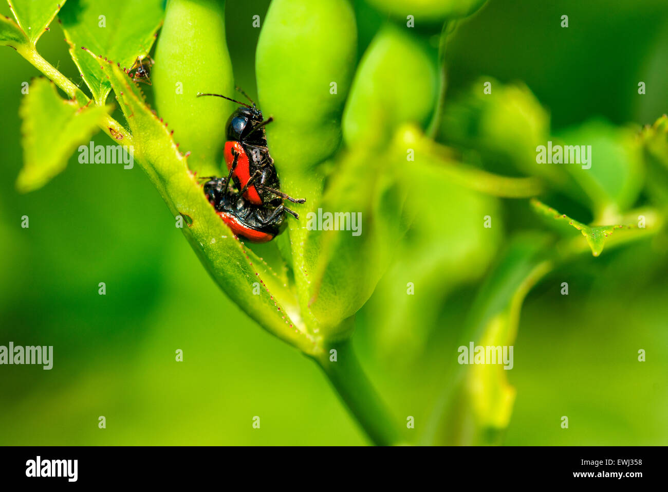 Two red bugs mating Stock Photo - Alamy