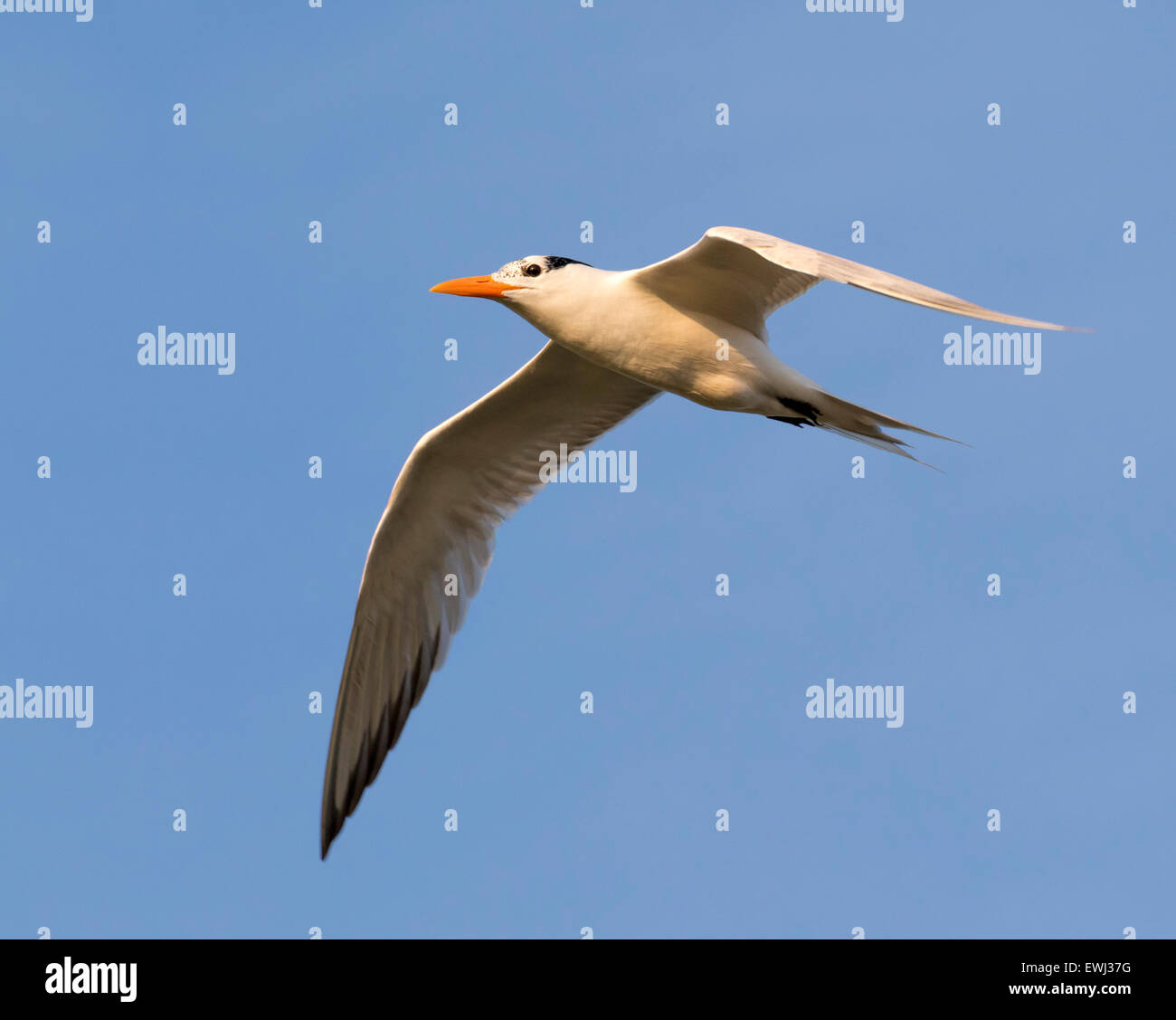 Royal tern thalasseus maximus flying hi-res stock photography and ...