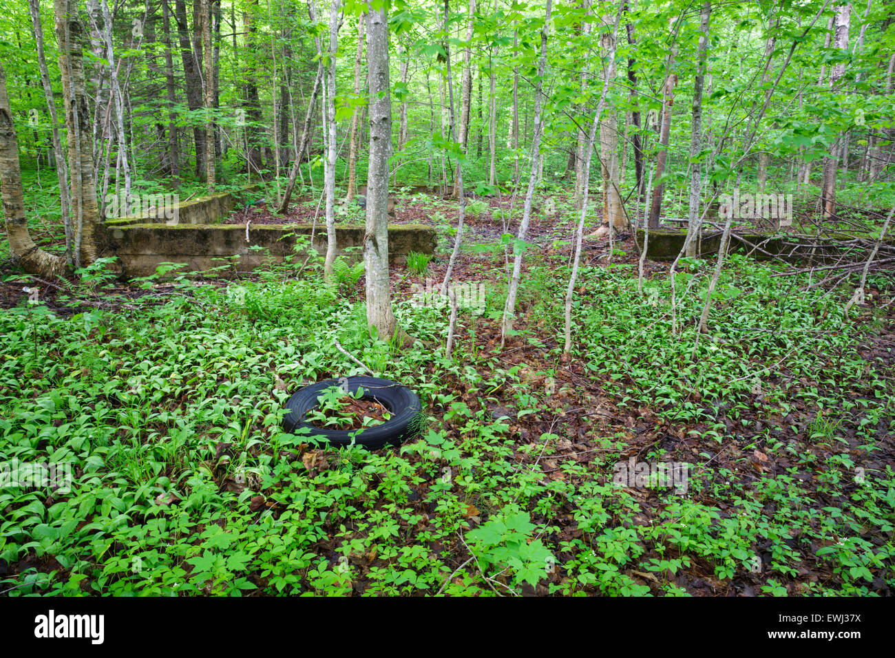 Foundation overgrown hi-res stock photography and images - Alamy