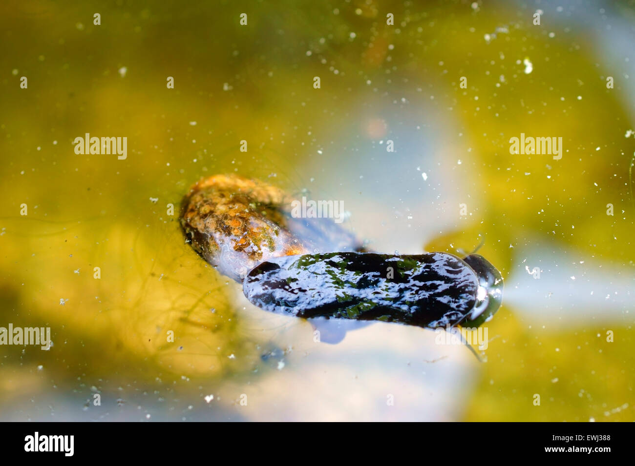 Pulmonata hi-res stock photography and images - Alamy