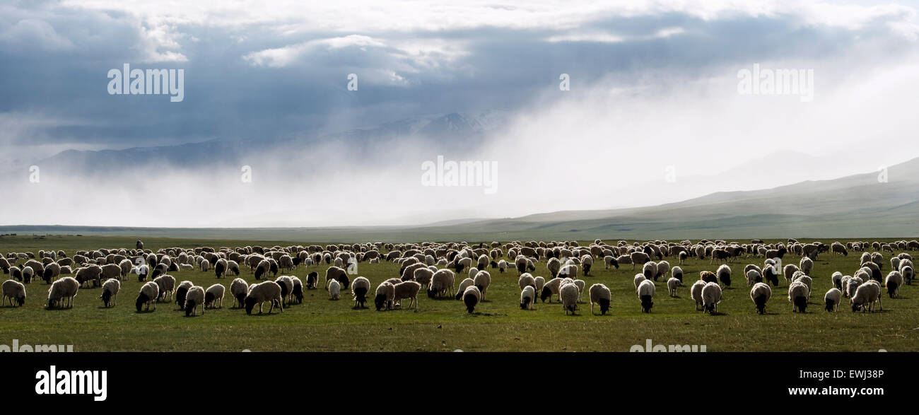 The landscape view of Bayanbulak Grasslands in Xinjiang Uyghur ...