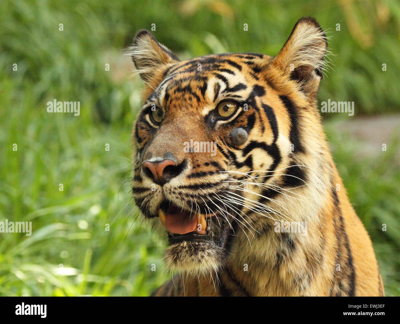 A portrait of a Tiger with a growth on its face Stock Photo - Alamy