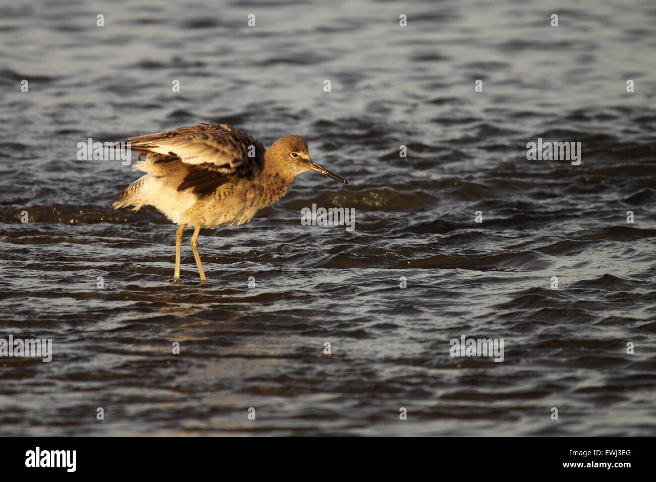 A Willet fluffing its feathers Stock Photo - Alamy