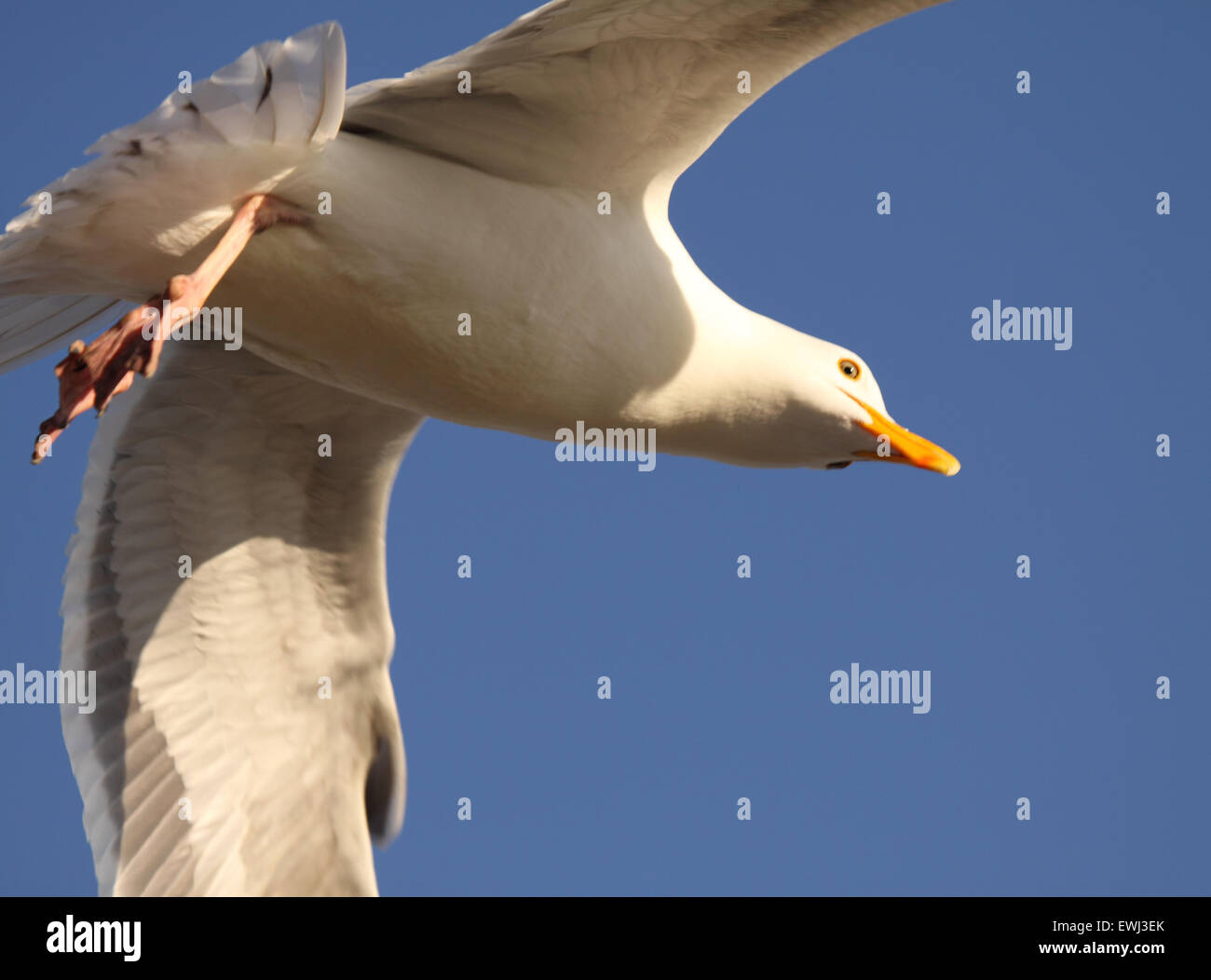 A Western Gull in a twisting flight overhead Stock Photo - Alamy