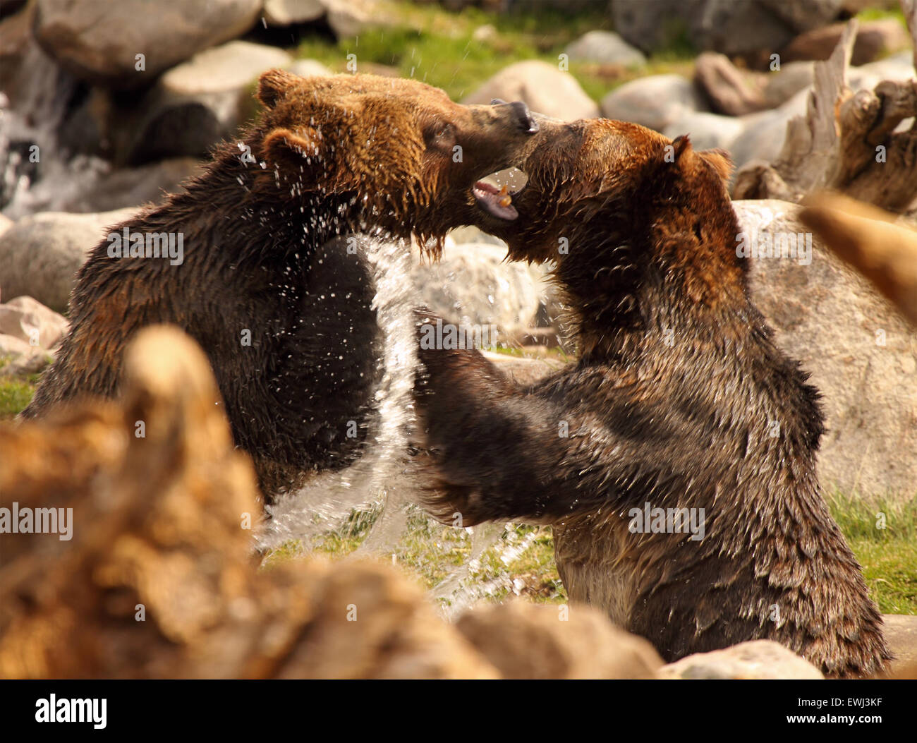 Grizzly bear claw hi-res stock photography and images - Alamy
