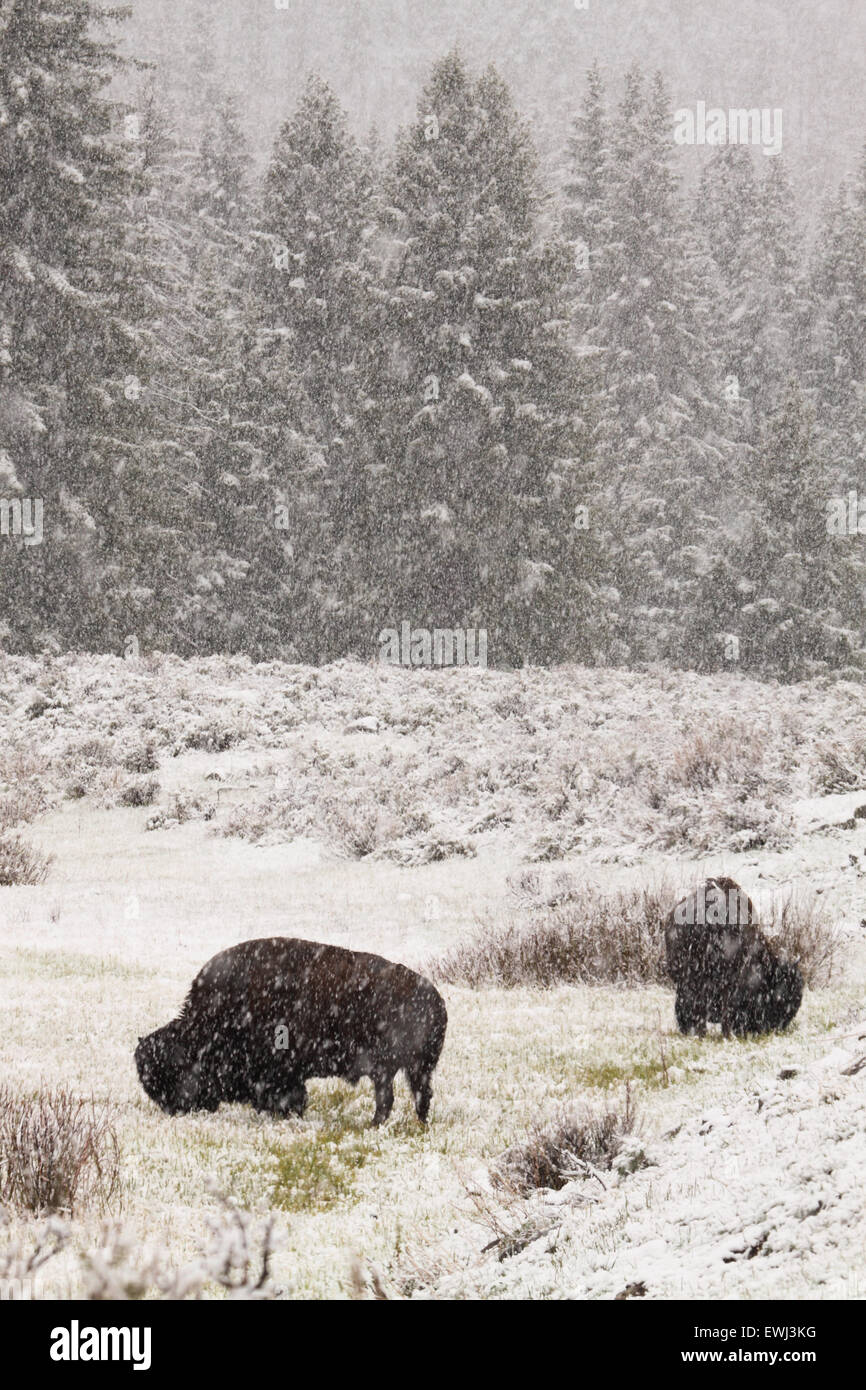 Bison in snowstorm hi-res stock photography and images - Alamy