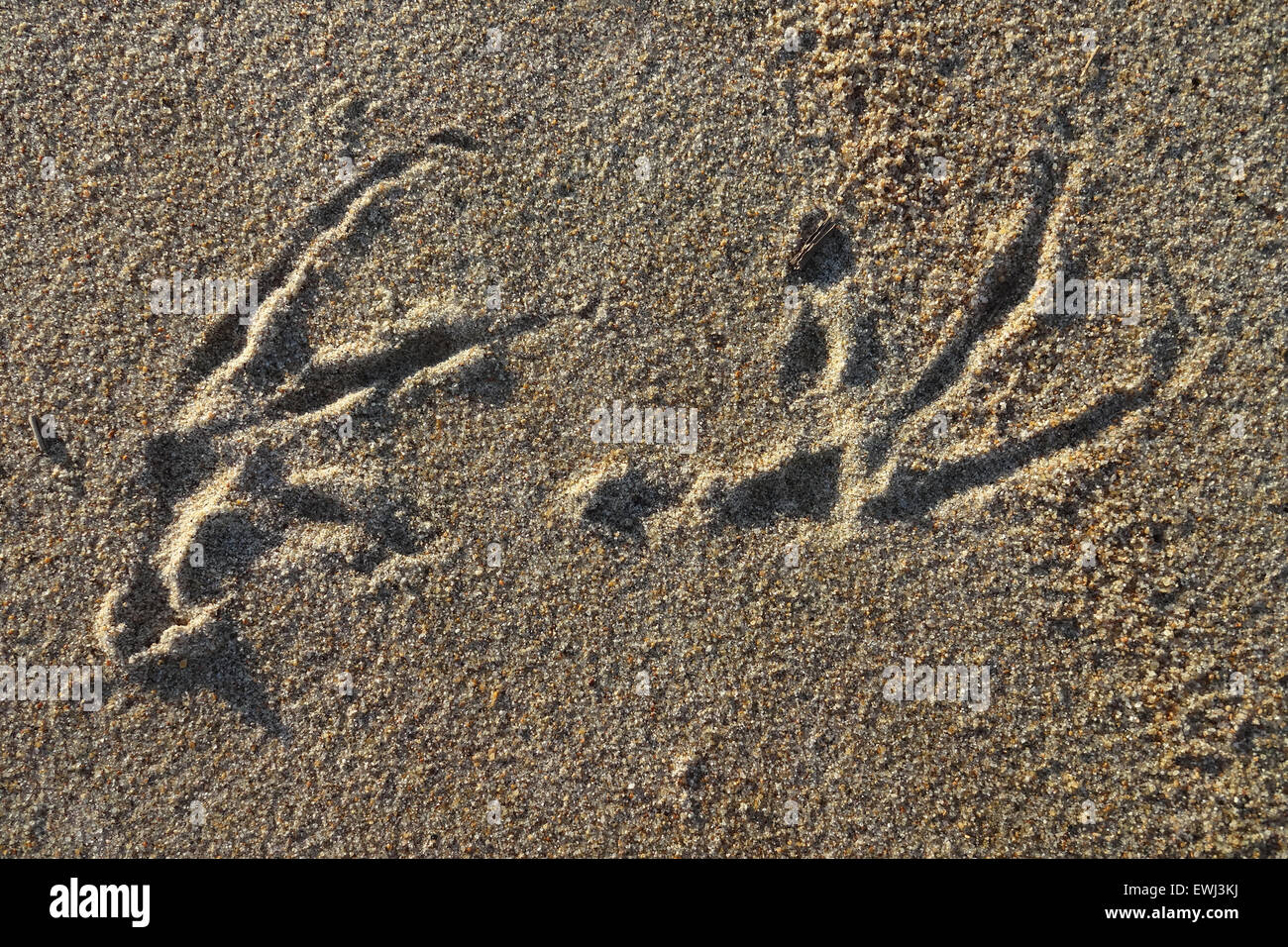Shorebird tracks hi-res stock photography and images - Alamy