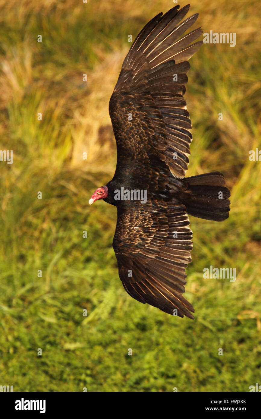 Turkey Vulture Flying High Resolution Stock Photography and Images - Alamy