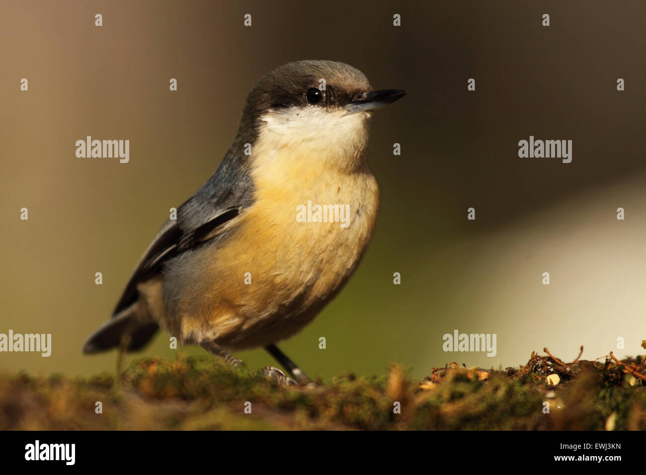 Pygmy nuthatch hi-res stock photography and images - Alamy