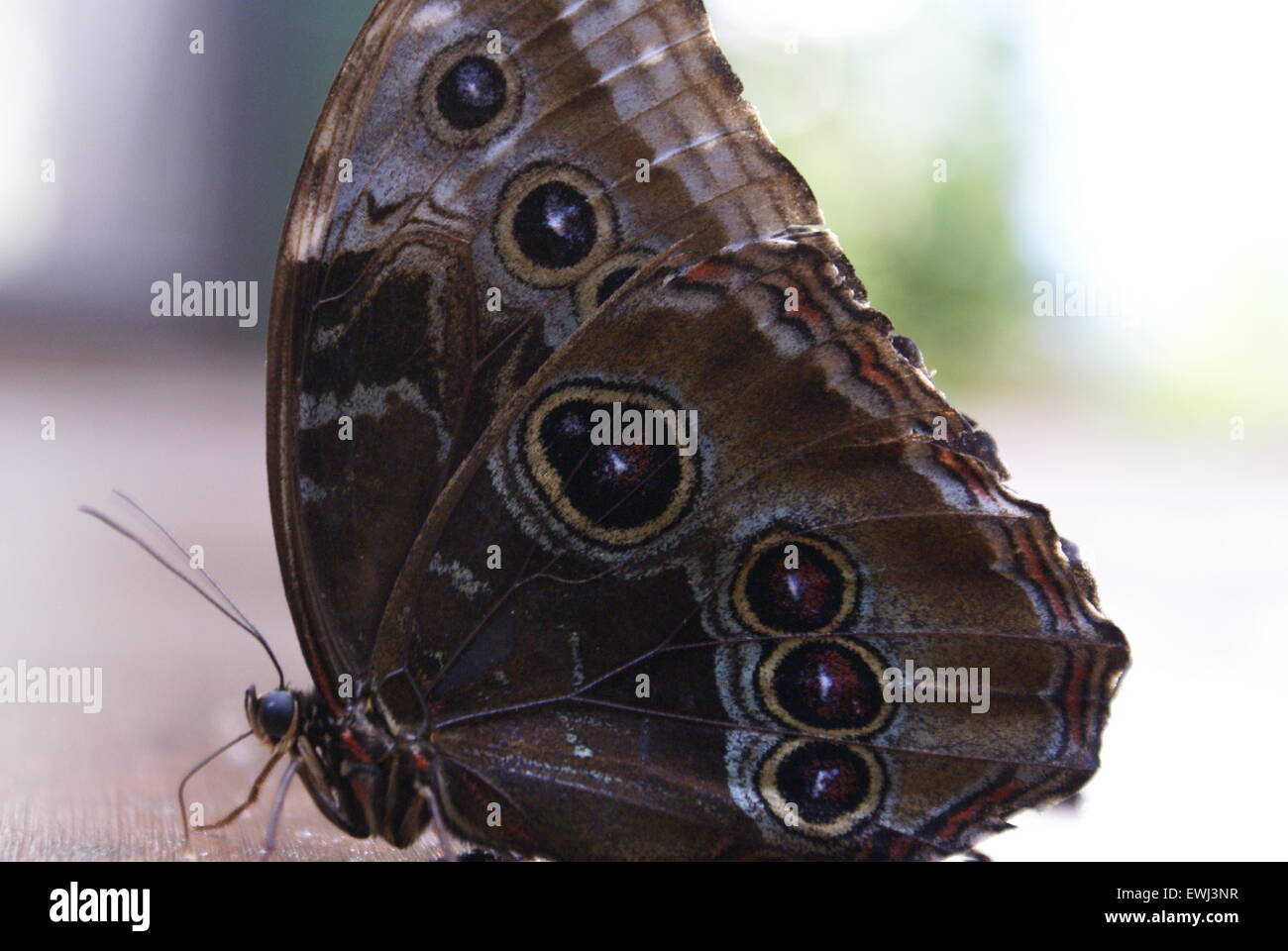 Parthenos sylvia (Clipper) butterfly Stock Photo - Alamy