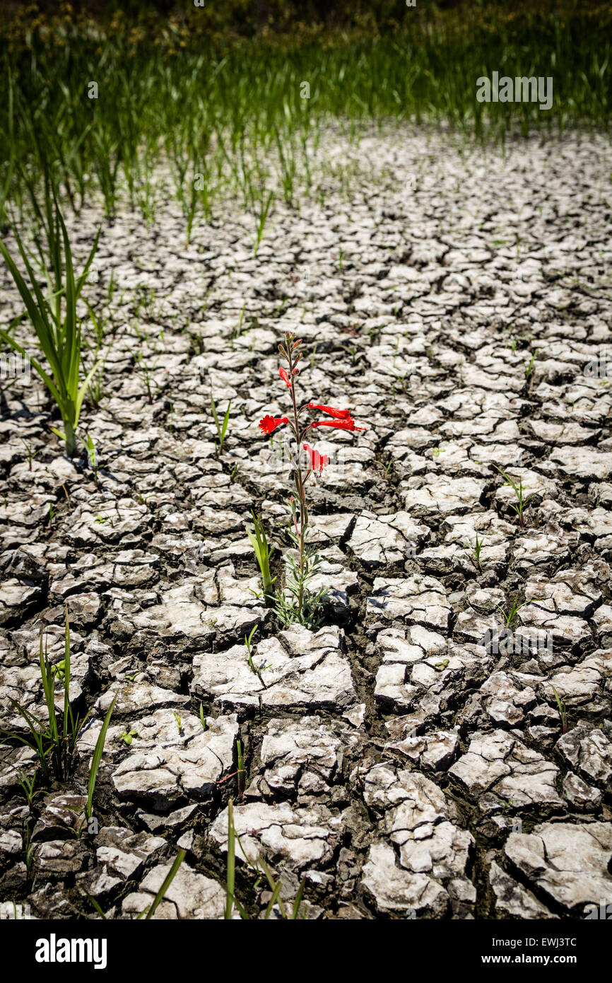 Red flower blooming up through cracked mud background from the drought ...
