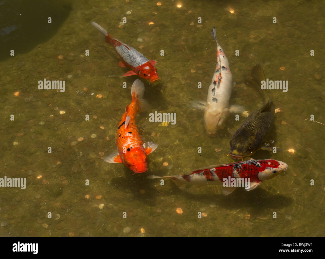 Koi fish, Cyprinus carpio haematopterus, eating in a koi pond in Japan ...