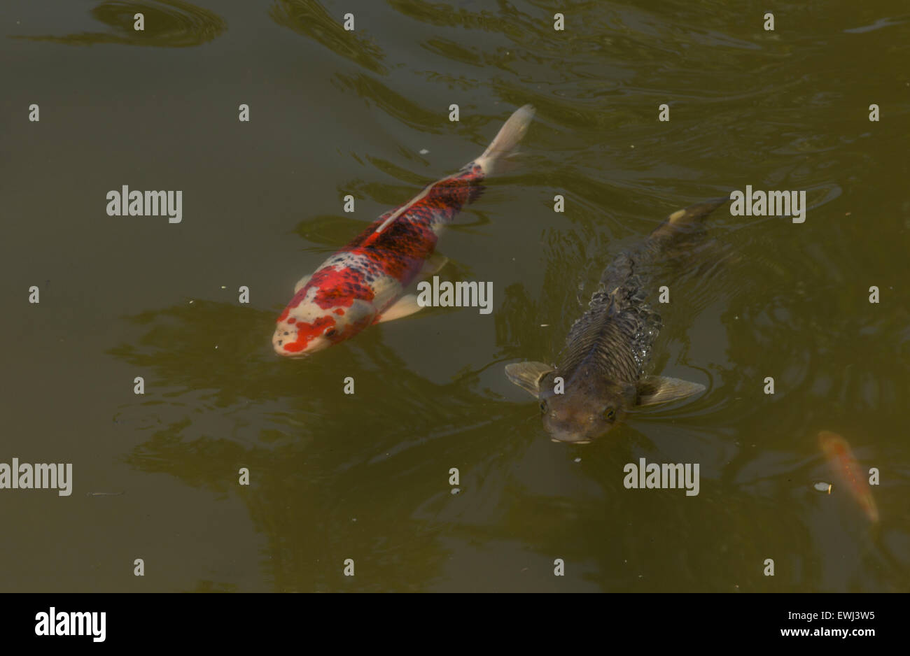 Koi fish, Cyprinus carpio haematopterus, eating in a koi pond in Japan ...
