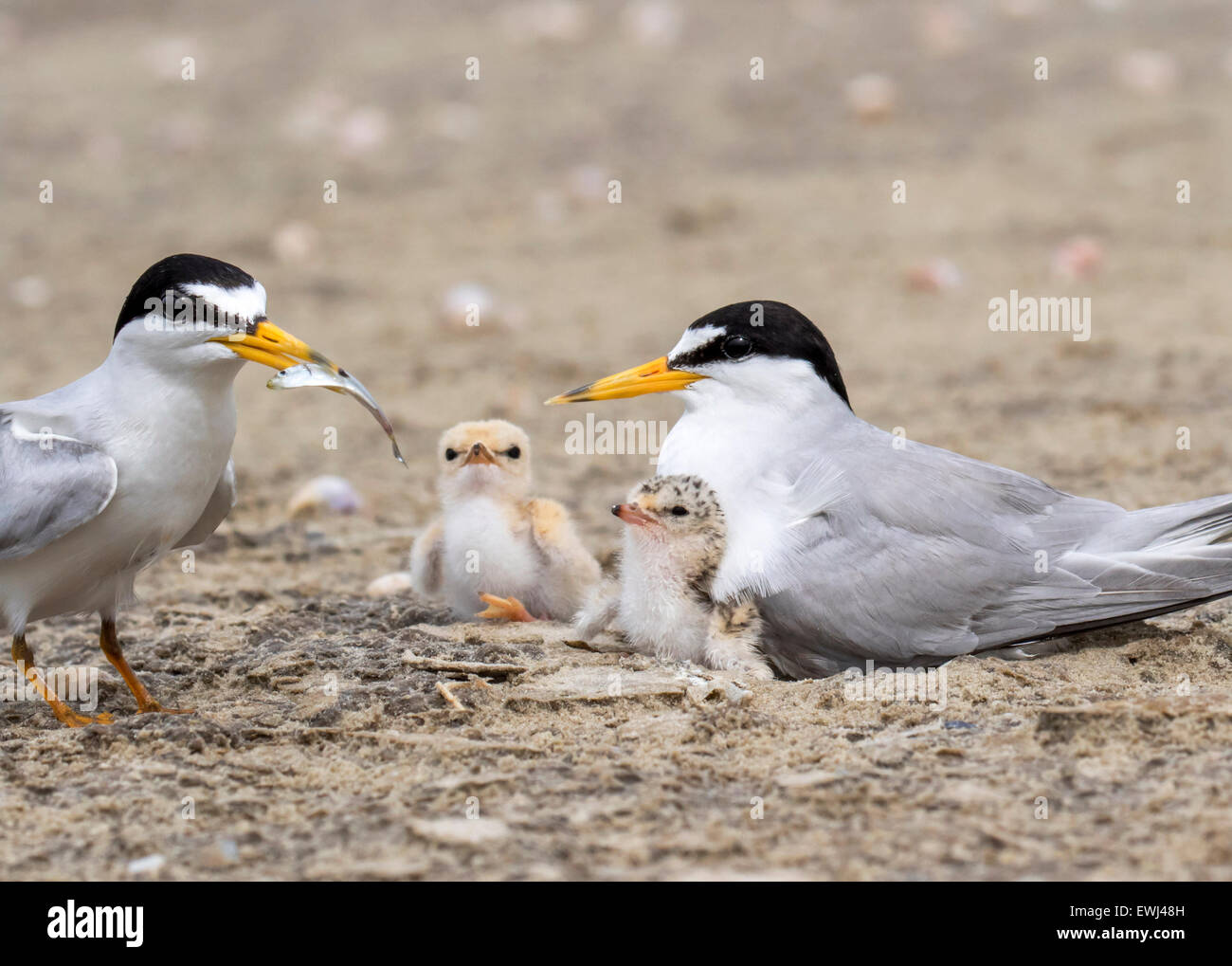 Least Tern Juvenile